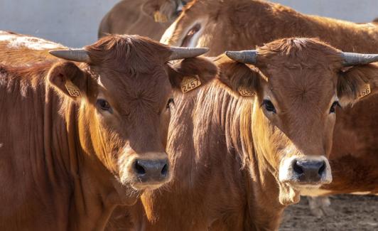 Ternera pajuna, la 'rubia' de Sierra Nevada conquista las mesas ...