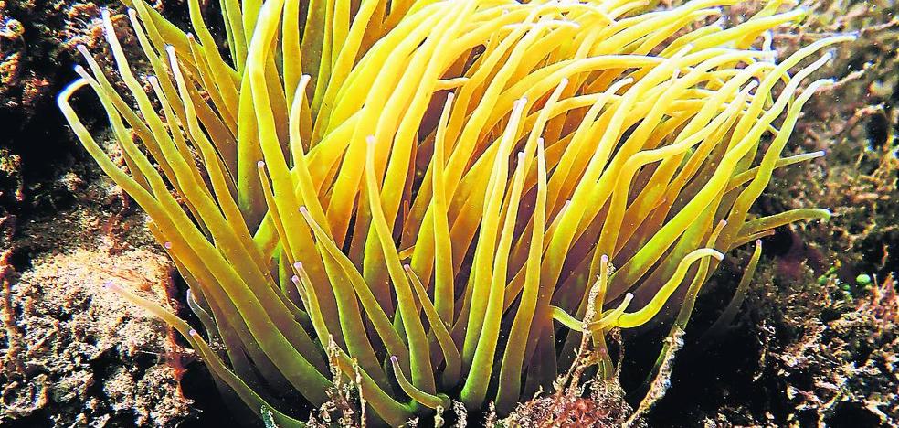 Ortiguillas de mar para sibaritas | Gourmet - Ideal