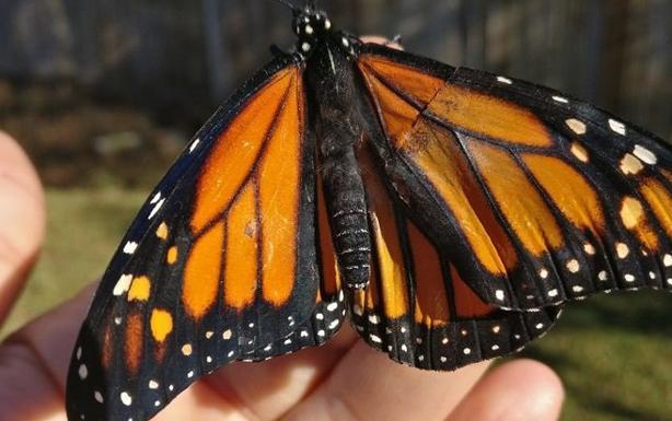 Logra que una mariposa vuelva a volvar al transplantarle el ala | Ideal
