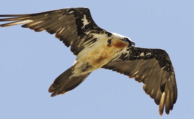 Gypaetus barbatus, la vuelta del quebrantahuesos | Ideal