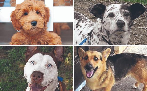 En busca del perro 'Frankenstein': ya van más de 300 razas | Ideal