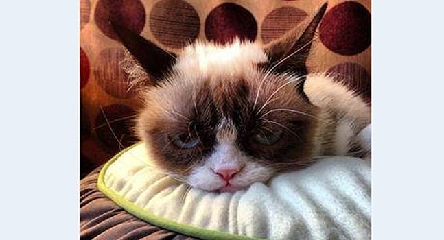 Terrible: Gato violento acorrala familia asustada | Ideal