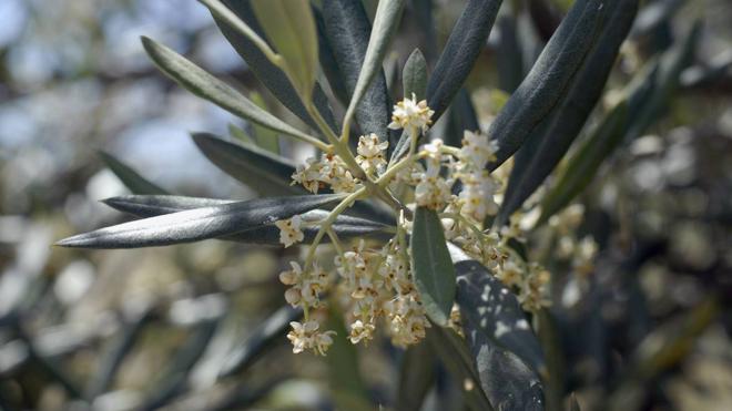 El polen del olivo alcanza niveles muy altos y dispara las alergias | Ideal